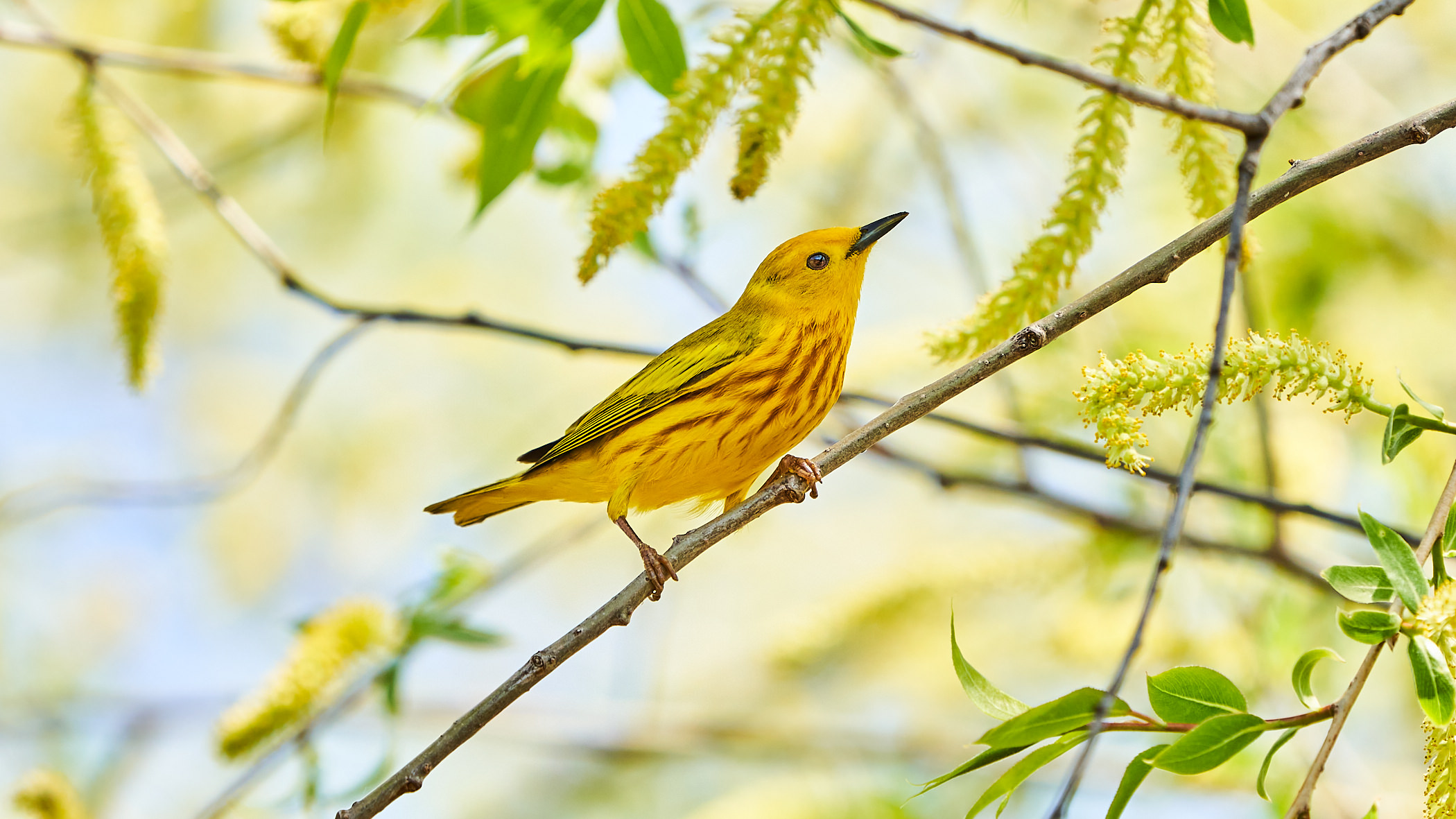 Warblers – Geoff O'Connor – Nature Photography
