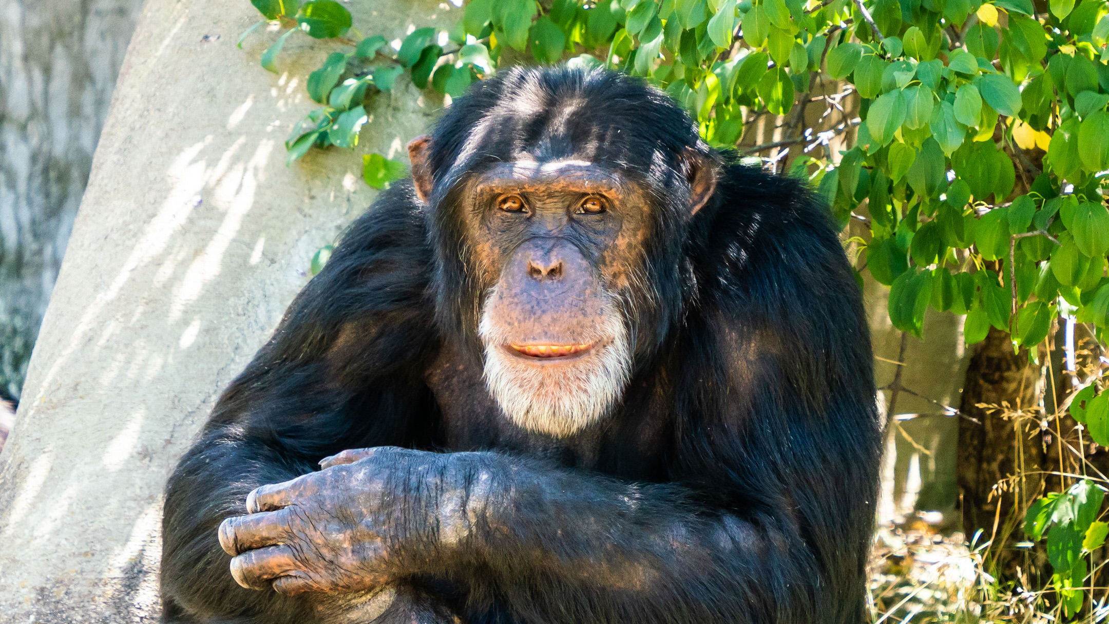 Primates at the Detroit Zoo – Geoff O'Connor – Nature Photography